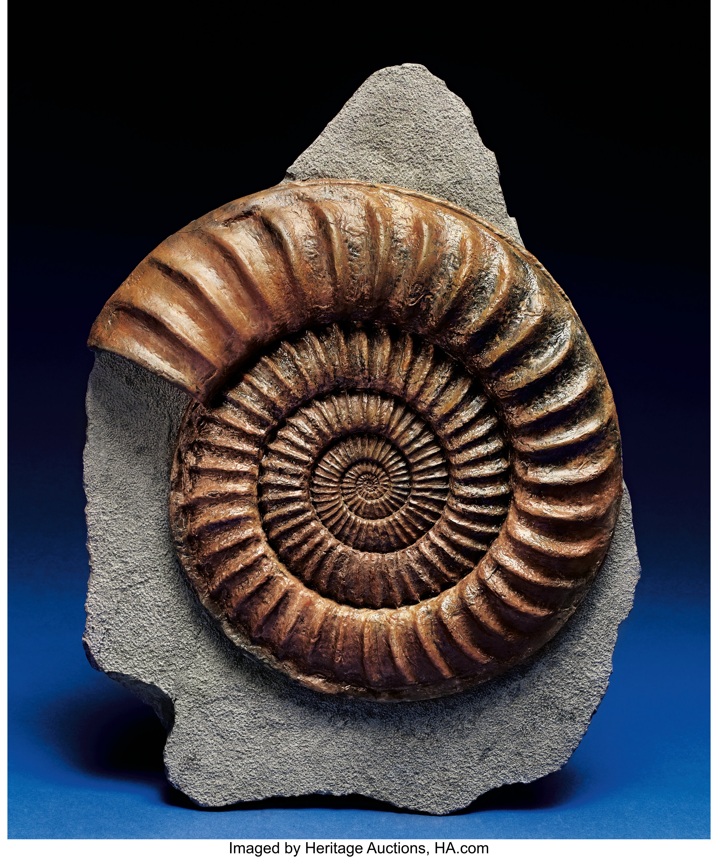 BRITISH AMMONITE. ... Fossils Cepholopoda | Lot #41296 | Heritage Auctions
