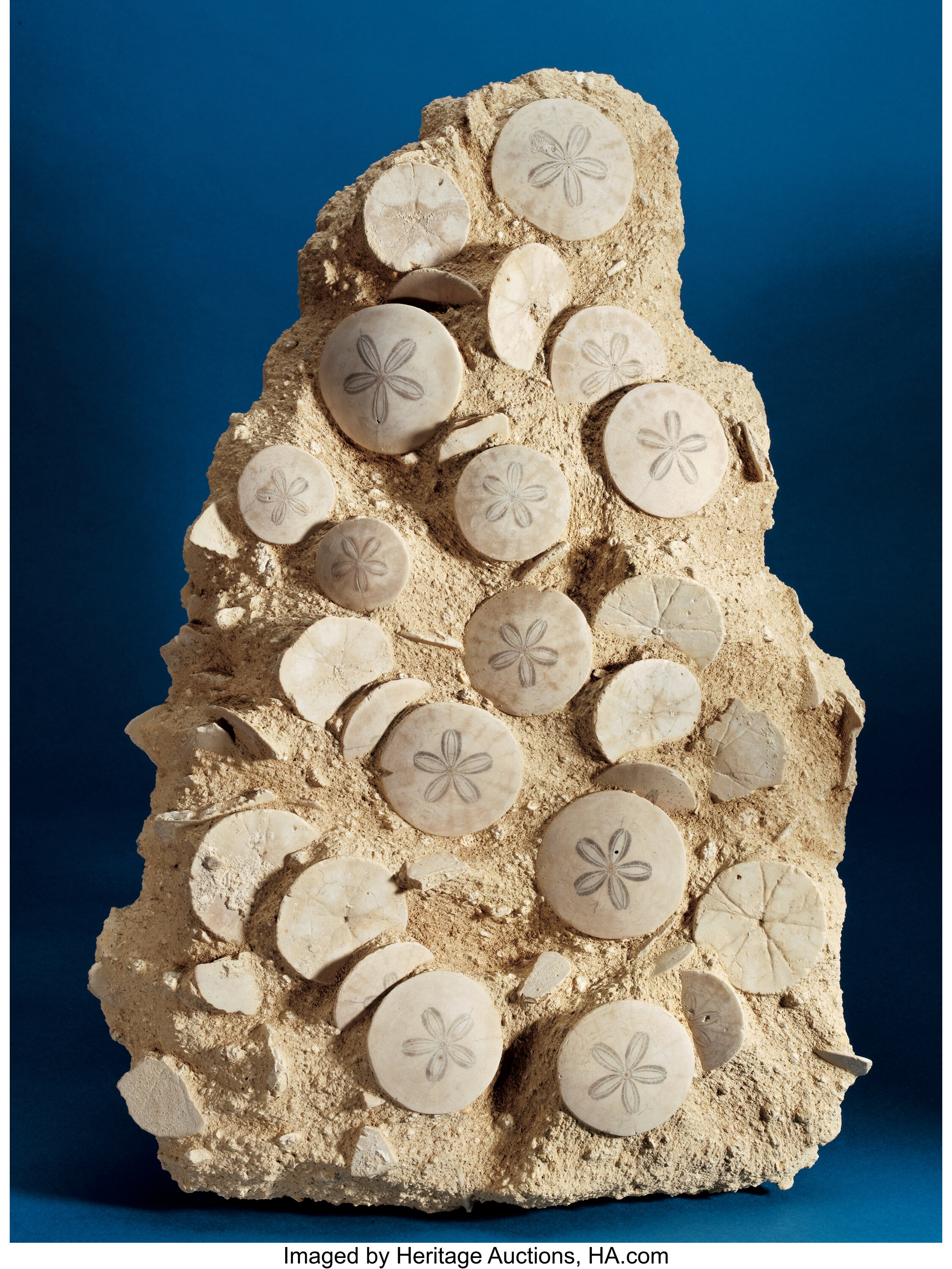 FOSSIL SAND DOLLARS ON MATRIX. ... Fossils Echinoderms | Lot #41289 ...