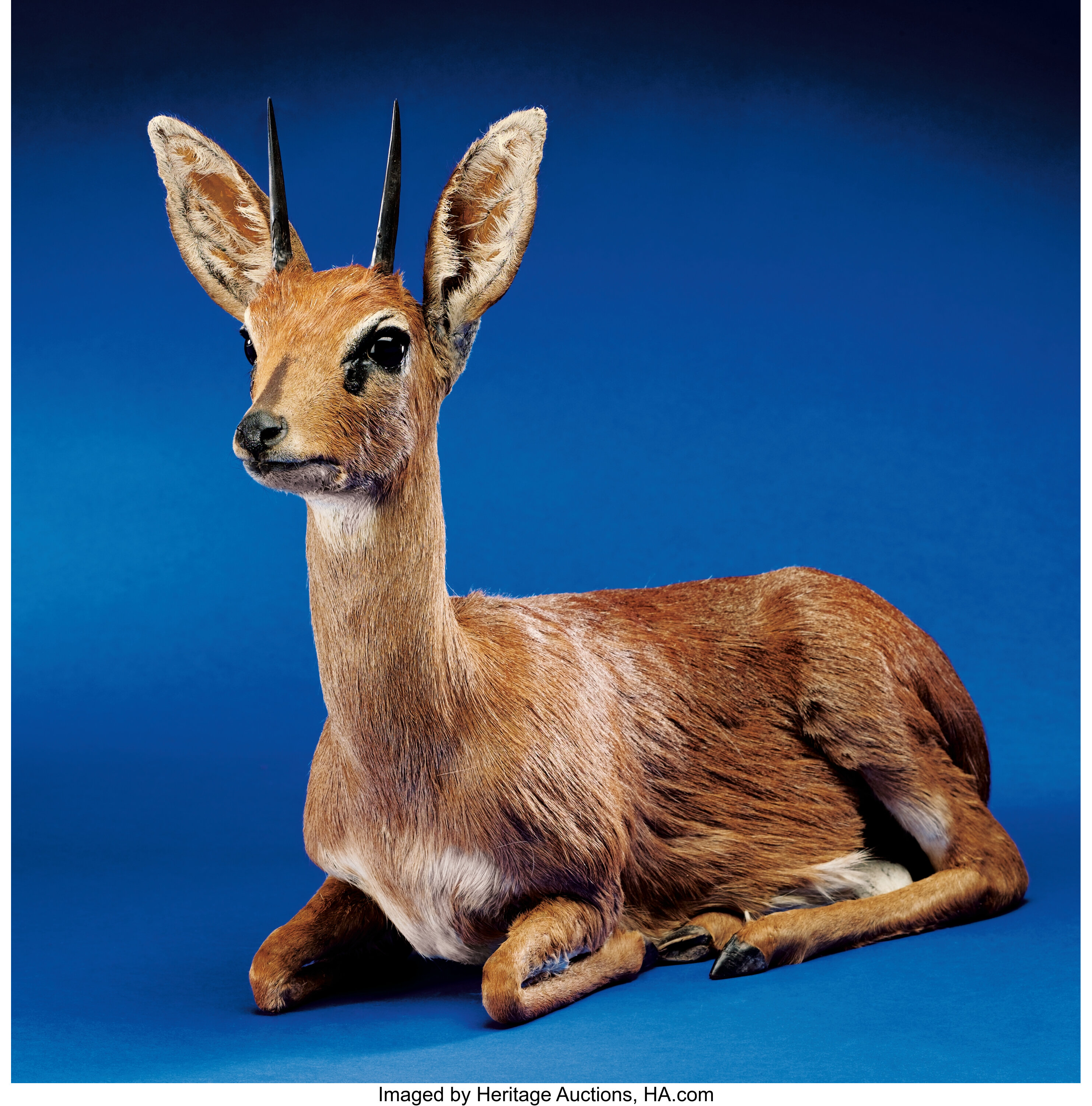 STEENBOK FULL-BODY MOUNT. ... Zoology Taxidermy | Lot #53063 | Heritage ...