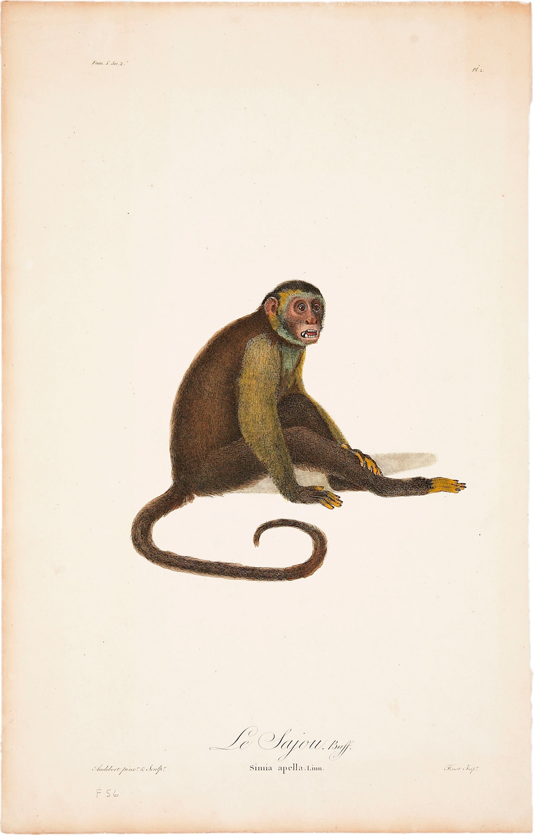 Jean Baptiste Audebert (1759-1800). Three Prints: Le Sajou. [and ...