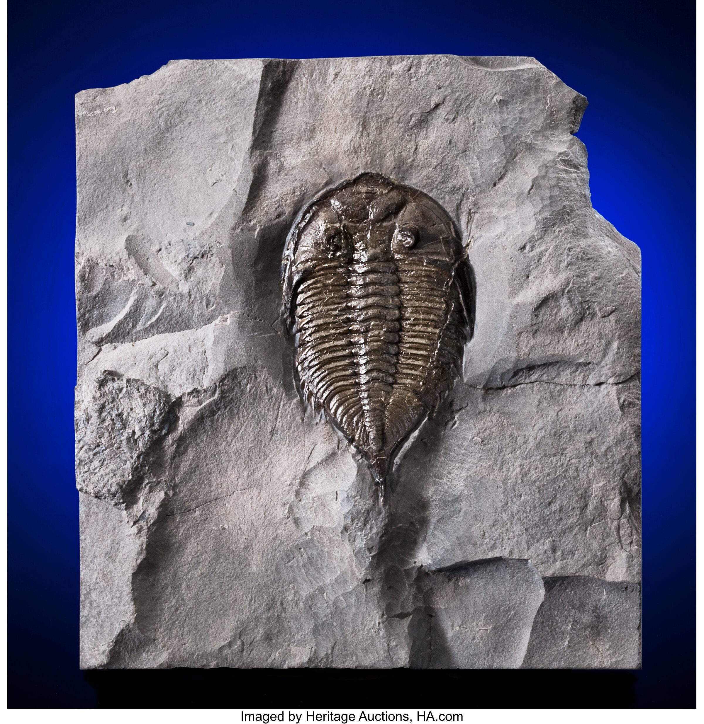 CLASSIC NEW YORK TRILOBITE. ... Fossils Arthropoda | Lot #81102 ...