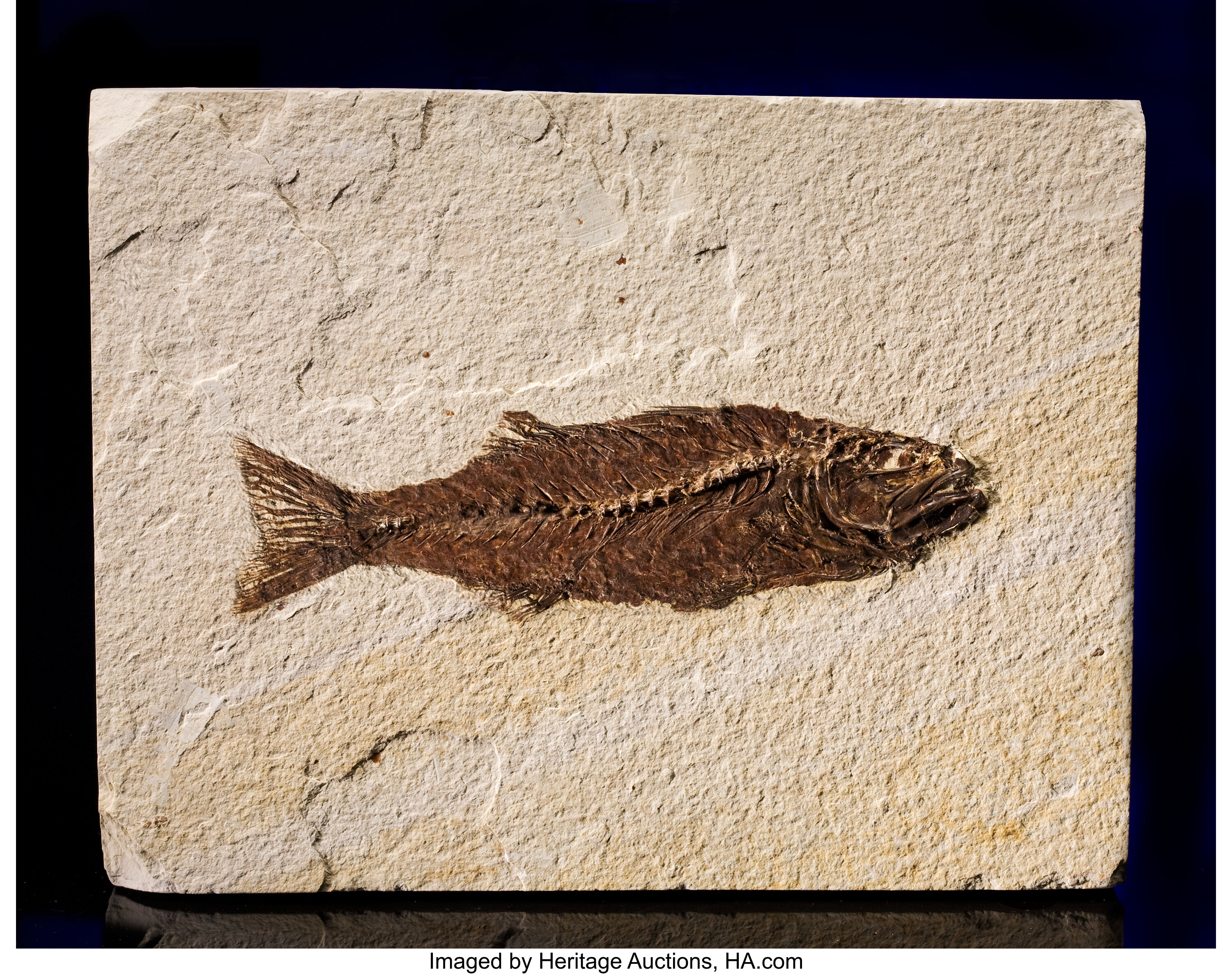 LARGE PREDATORY FOSSIL PERCH. ... Fossils Fish | Lot #81077 | Heritage ...