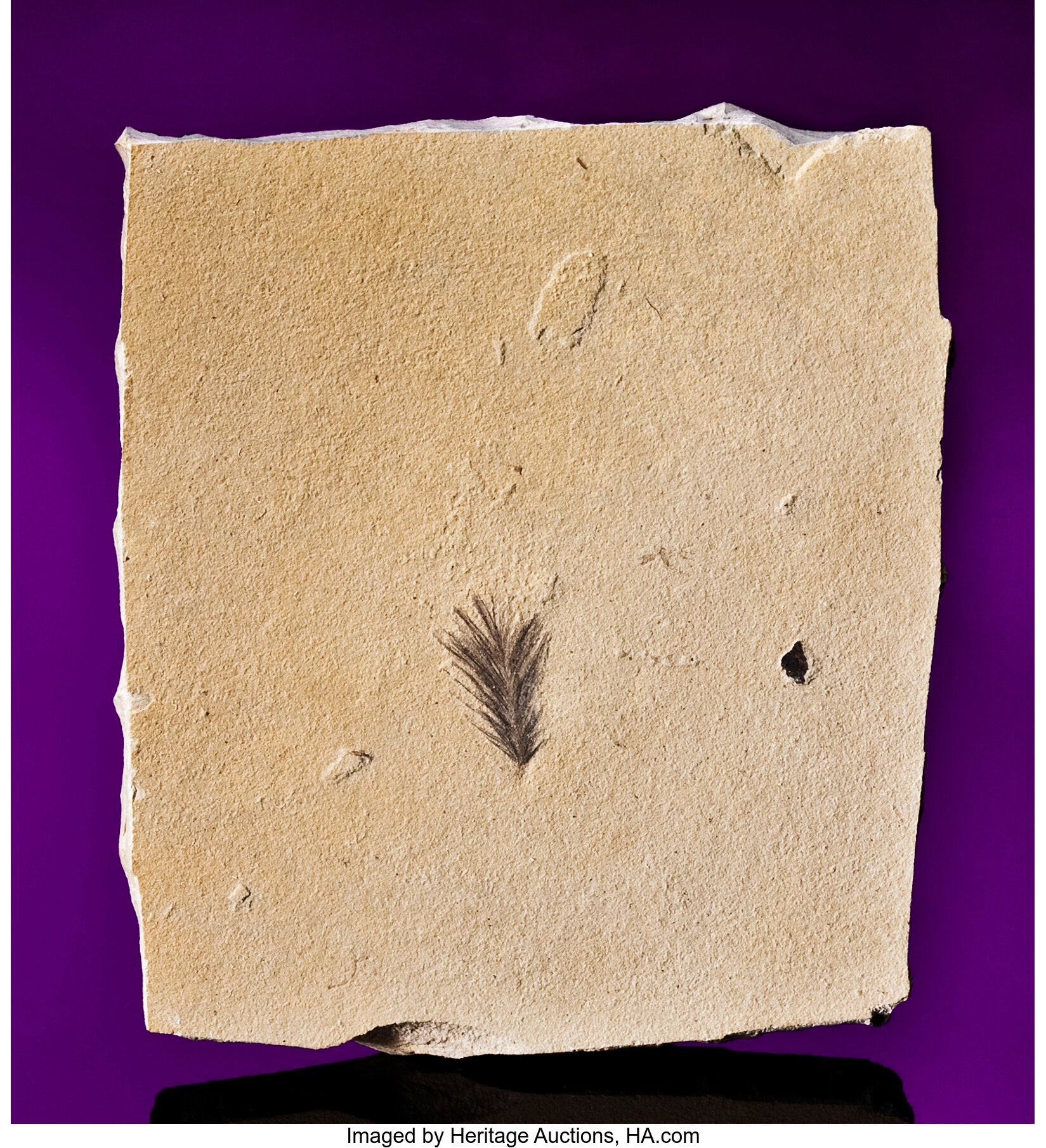 FOSSIL BIRD FEATHER. ... Fossils Aves (Birds) | Lot #81095 | Heritage ...