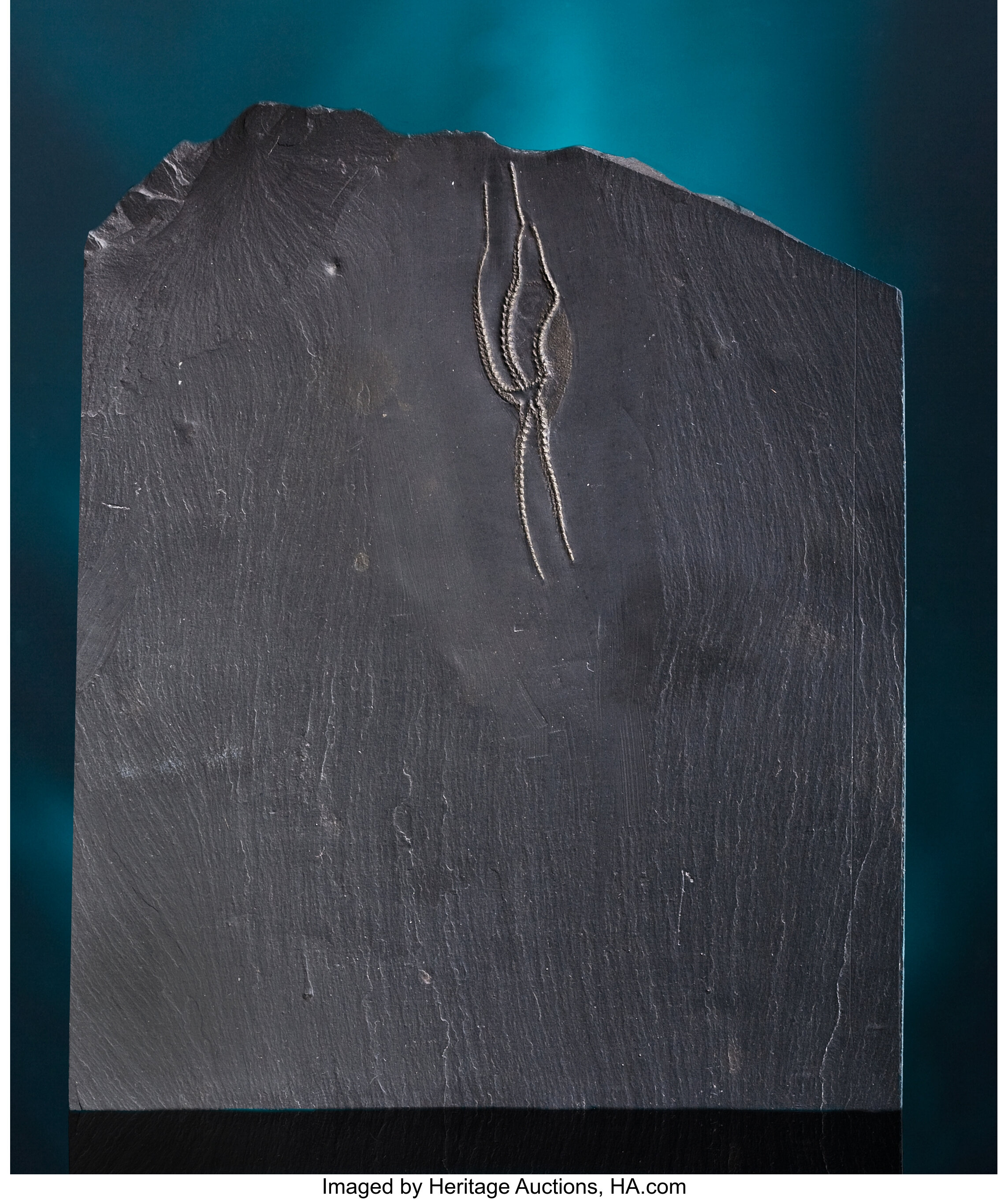DEVONIAN STARFISH. ... Fossils Echinoderms | Lot #81149 | Heritage Auctions
