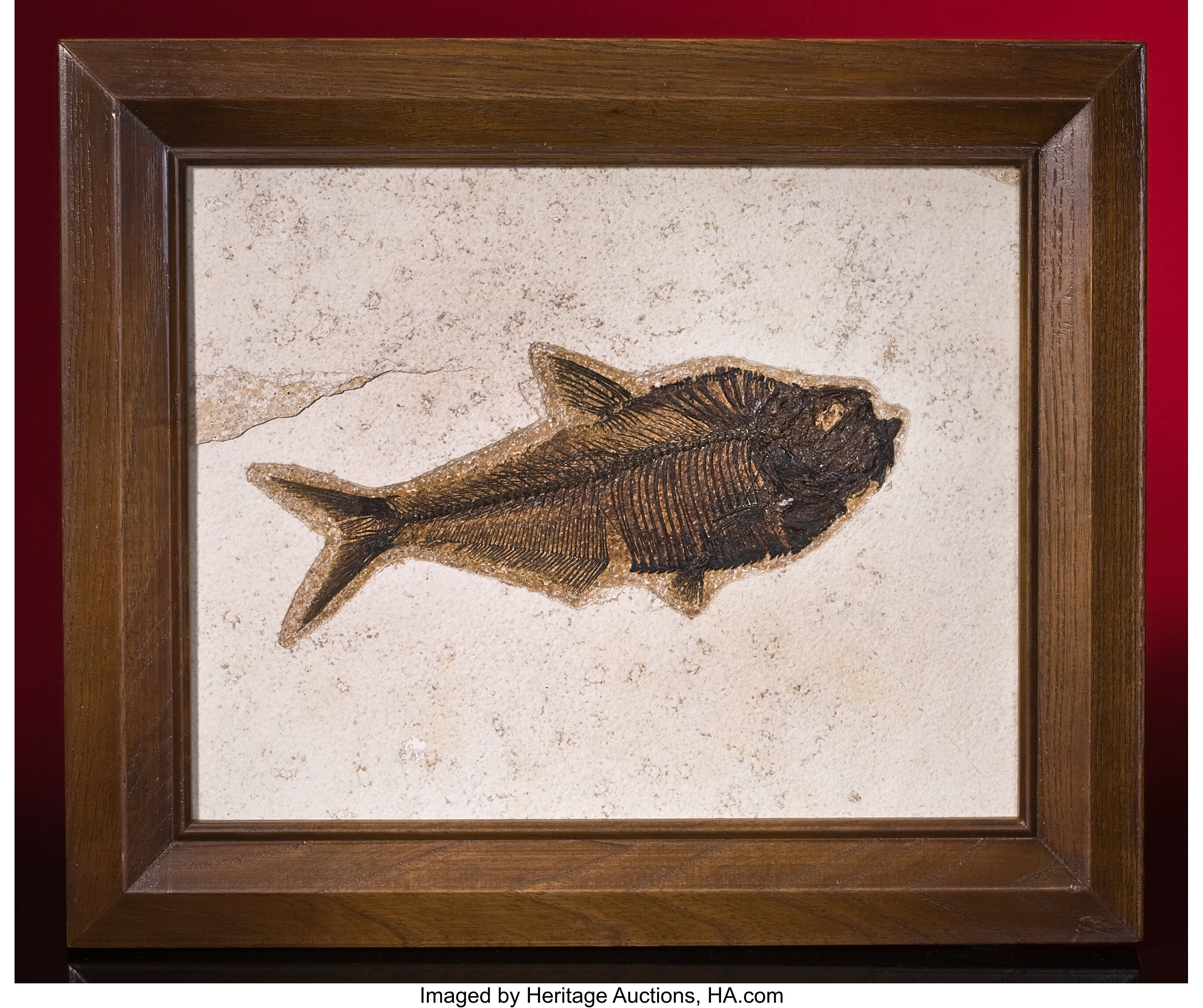 FRAMED FOSSIL HERRING. ... Fossils Fish | Lot #81078 | Heritage Auctions
