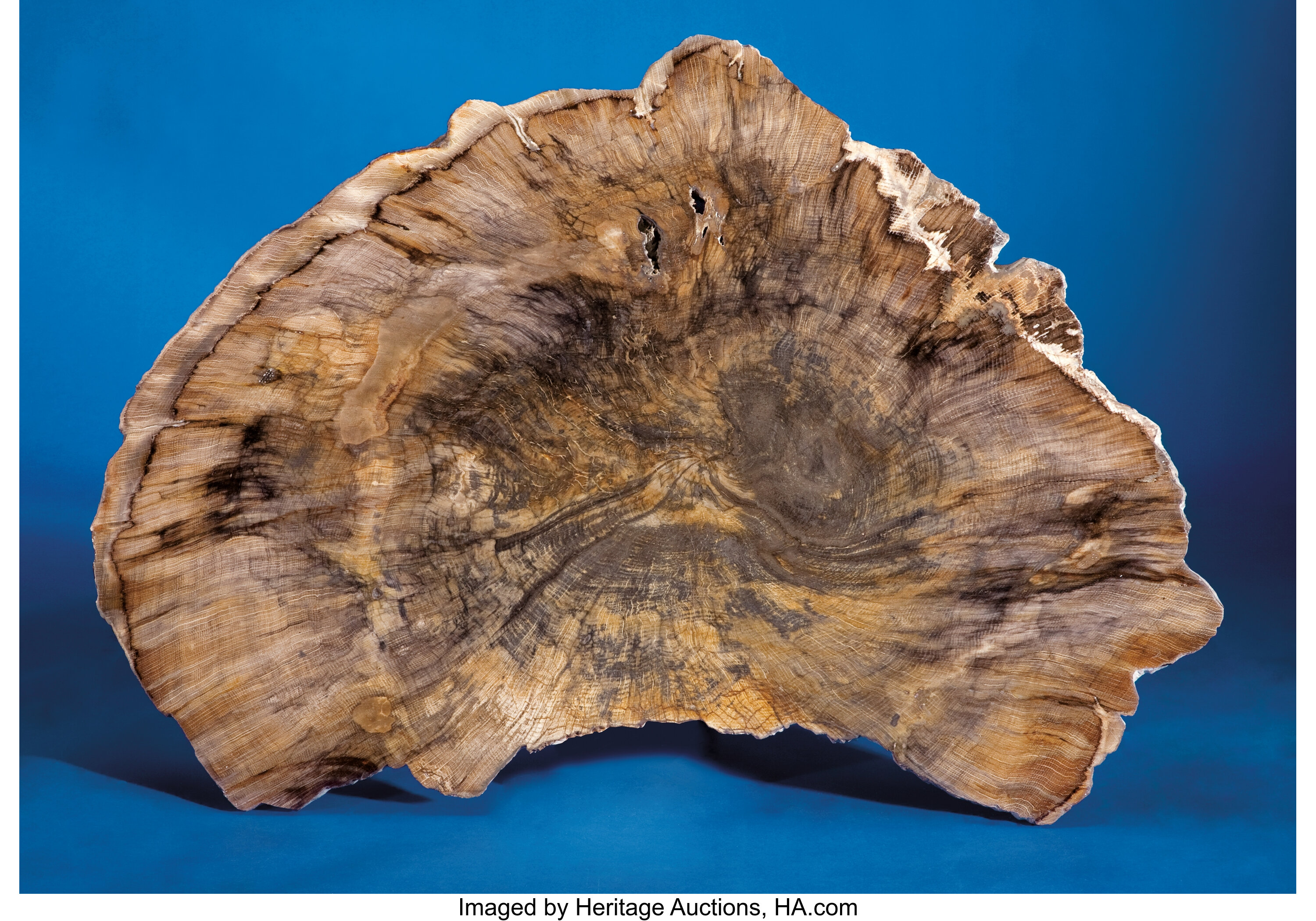 FINE AND RARE "STINKING WATER" OAK SLICE. ... Fossils Paleobotany | Lot ...