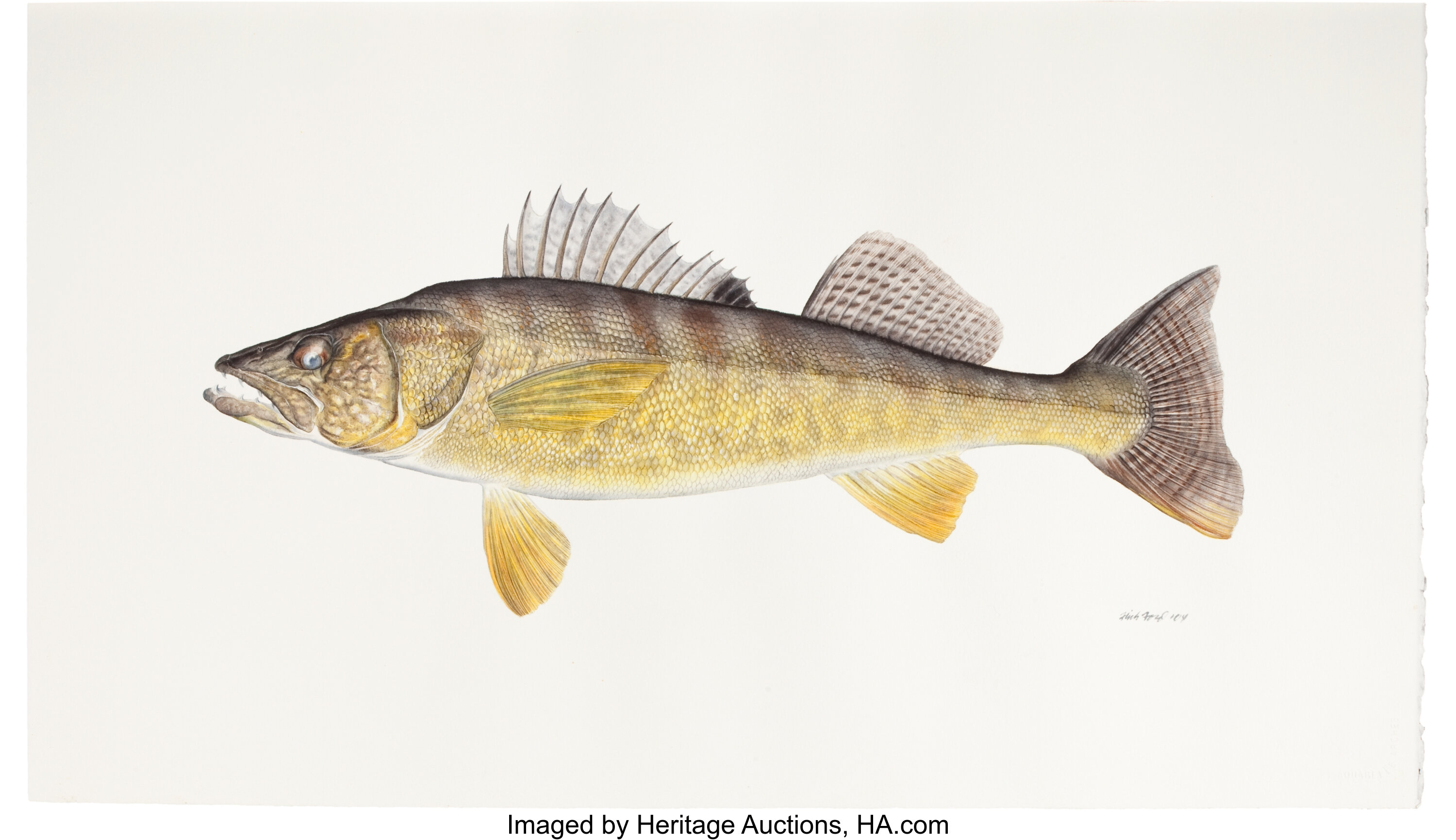 FLICK FORD (American, b. 1954). Walleye, Fish, 77 Great Fish of | Lot ...