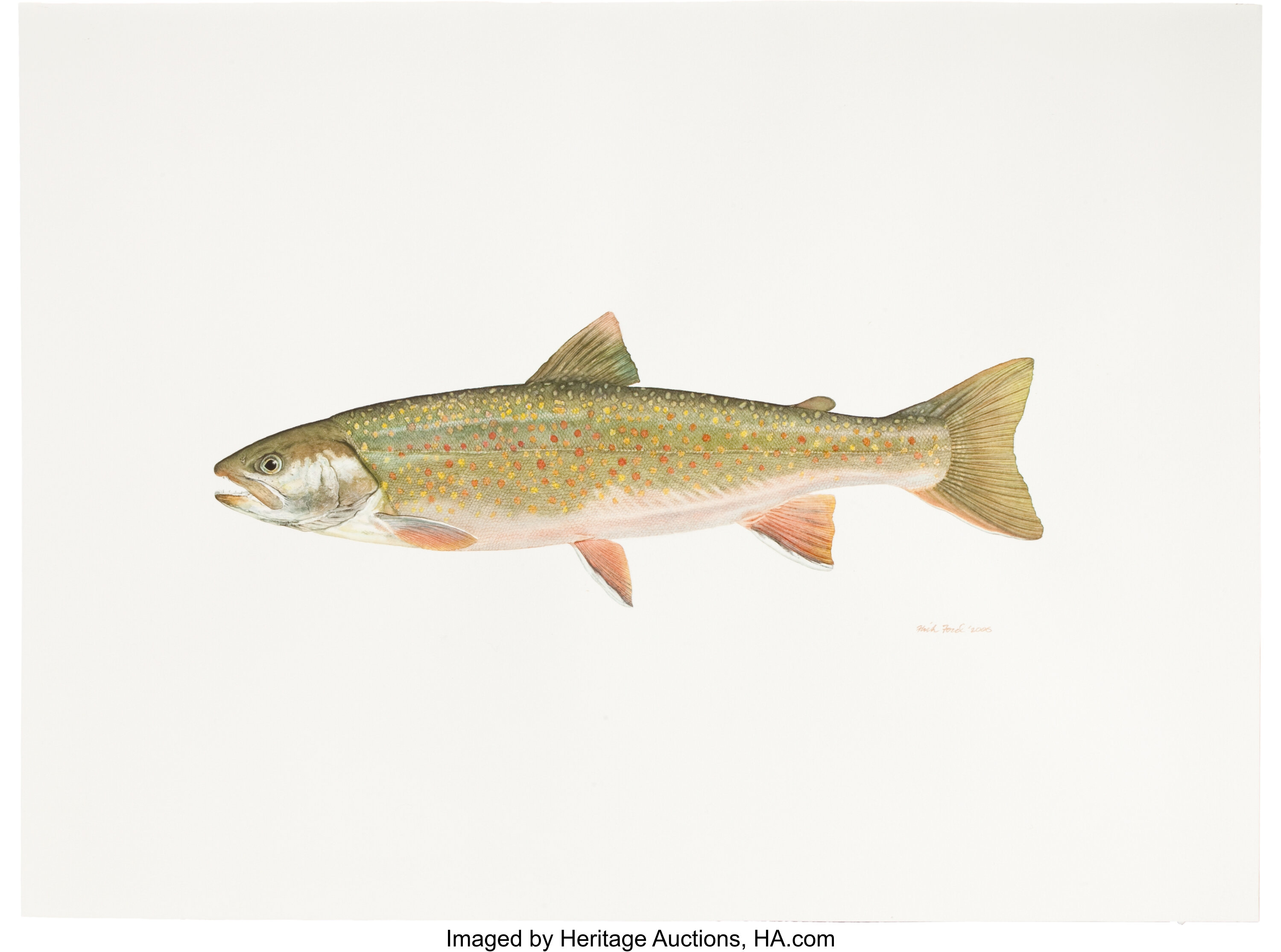 FLICK FORD (American , b. 1954). Dolly Varden Trout, Fish, 77 Great ...