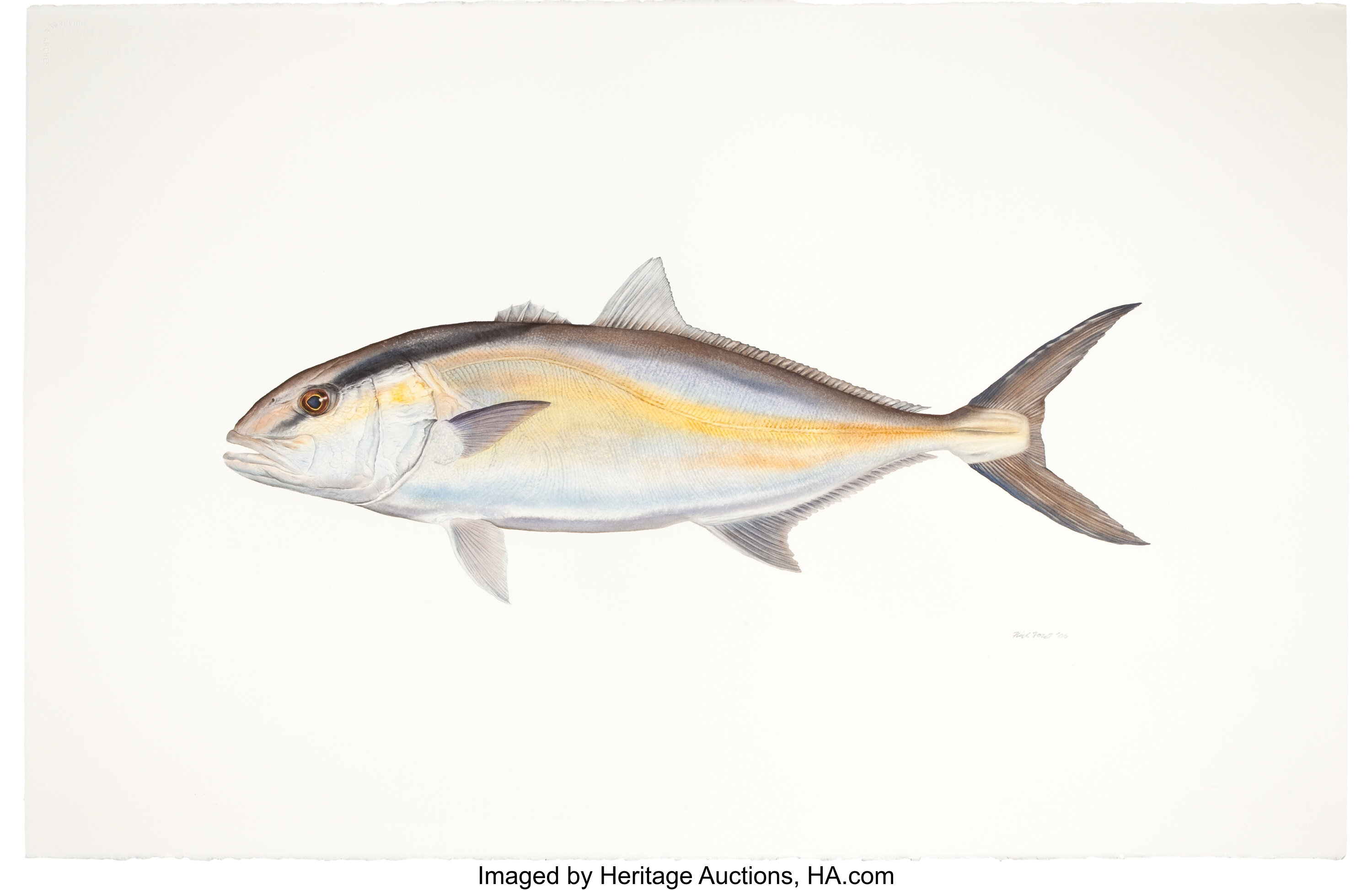 FLICK FORD (American, b. 1954). Greater Amberjack, Fish, 77 Great | Lot ...