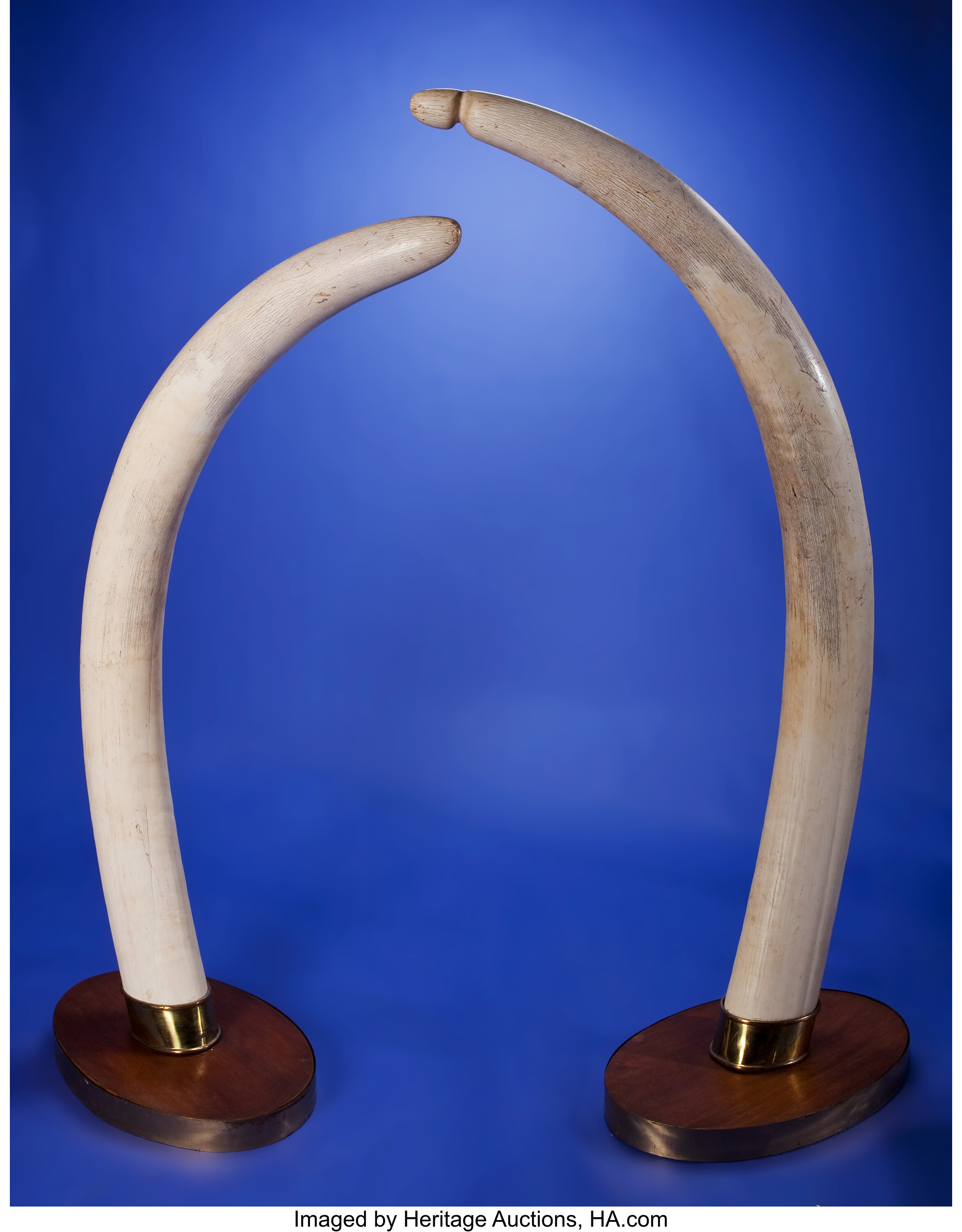 UNCOMMONLY LARGE PAIR OF ELEPHANT TUSKS. ... Zoology Taxidermy | Lot ...