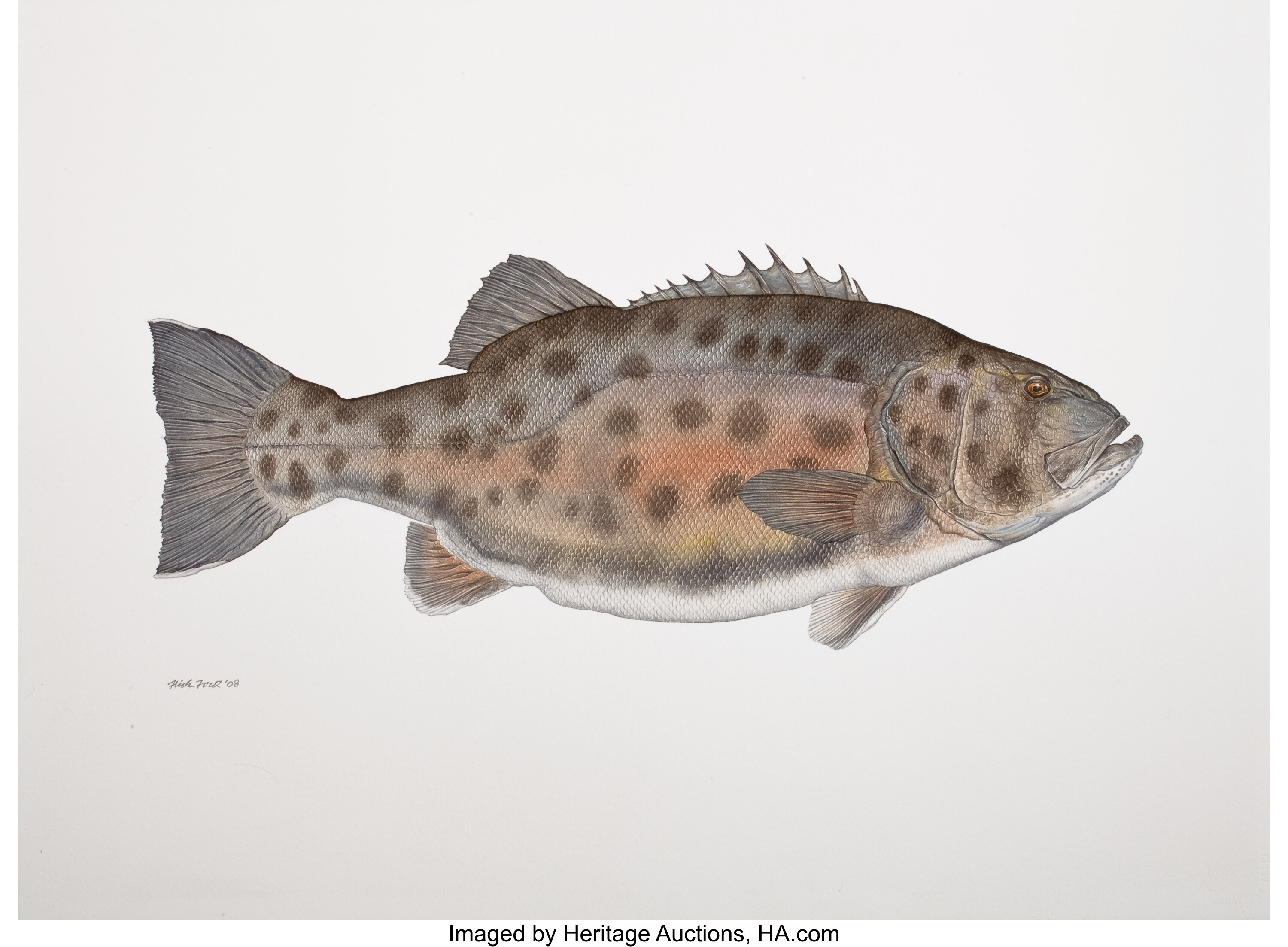 FLICK FORD (American, b. 1954). Sea Bass, 2008. Watercolor on | Lot ...